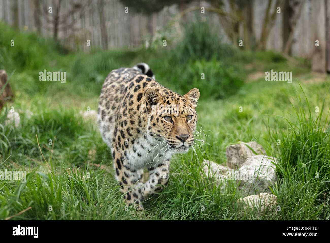 Running amur leopard hi-res stock photography and images - Alamy Running amur leopard hi-res stock photography and images - Alamy