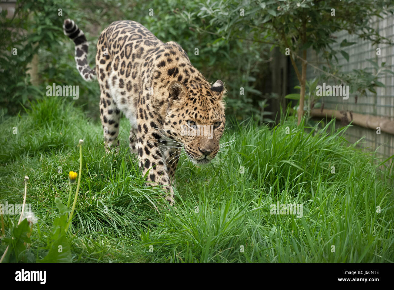 Amur Leopard Big Cat Stock Photo - Alamy