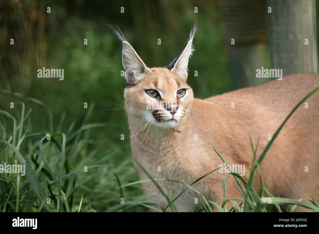 Endangered captive caracal cat hi-res stock photography and images - Alamy