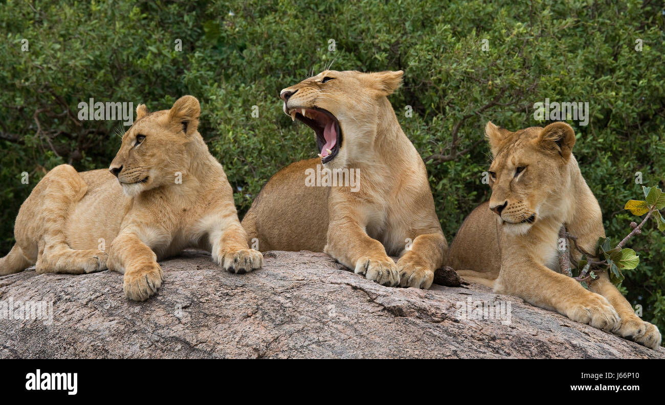 Three lionesses lie together. Kenya. Tanzania. Africa. Serengeti ...