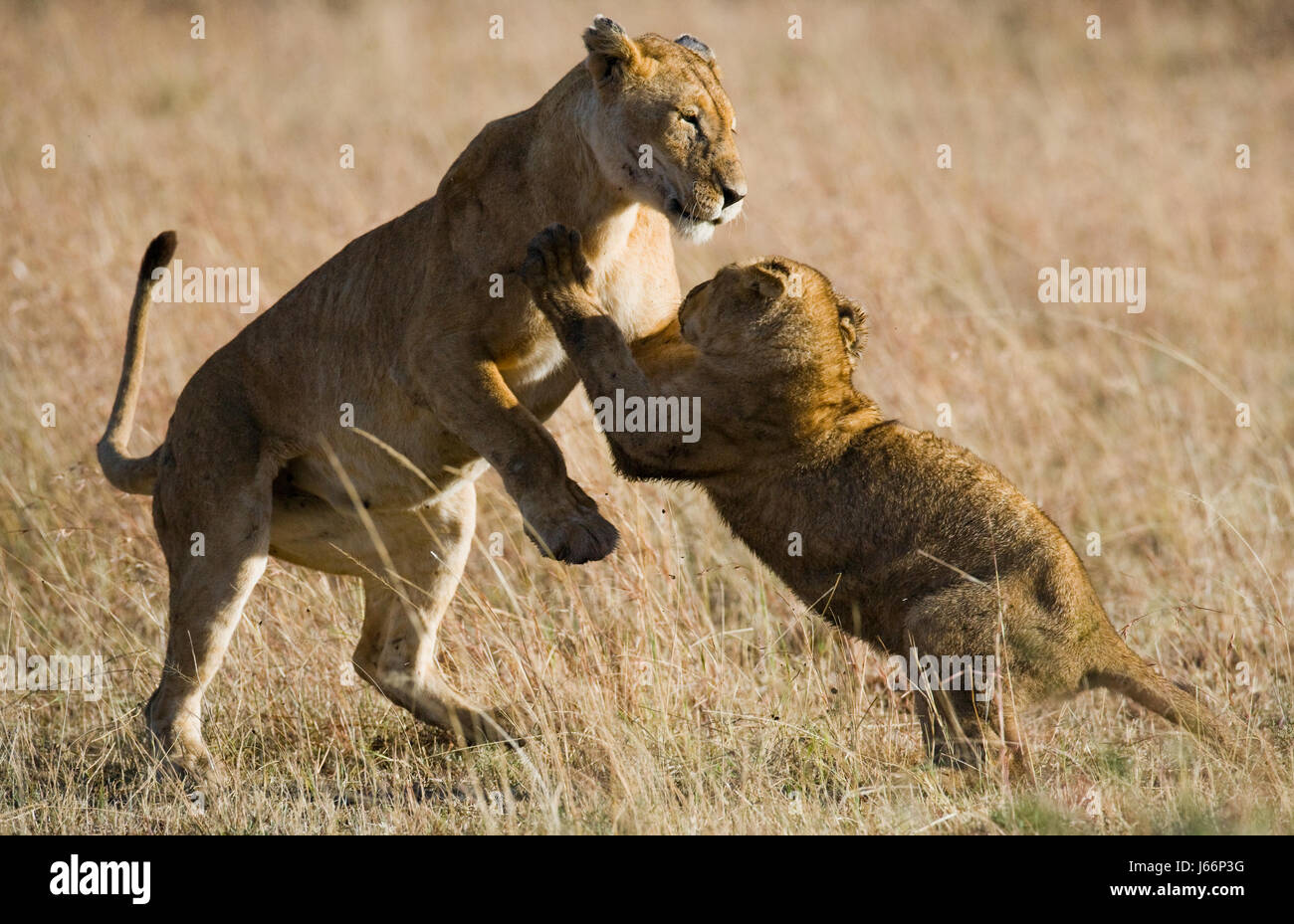 Lioness and her cubs playing with each other in savannah. National Park. Kenya. Tanzania. Masai ...