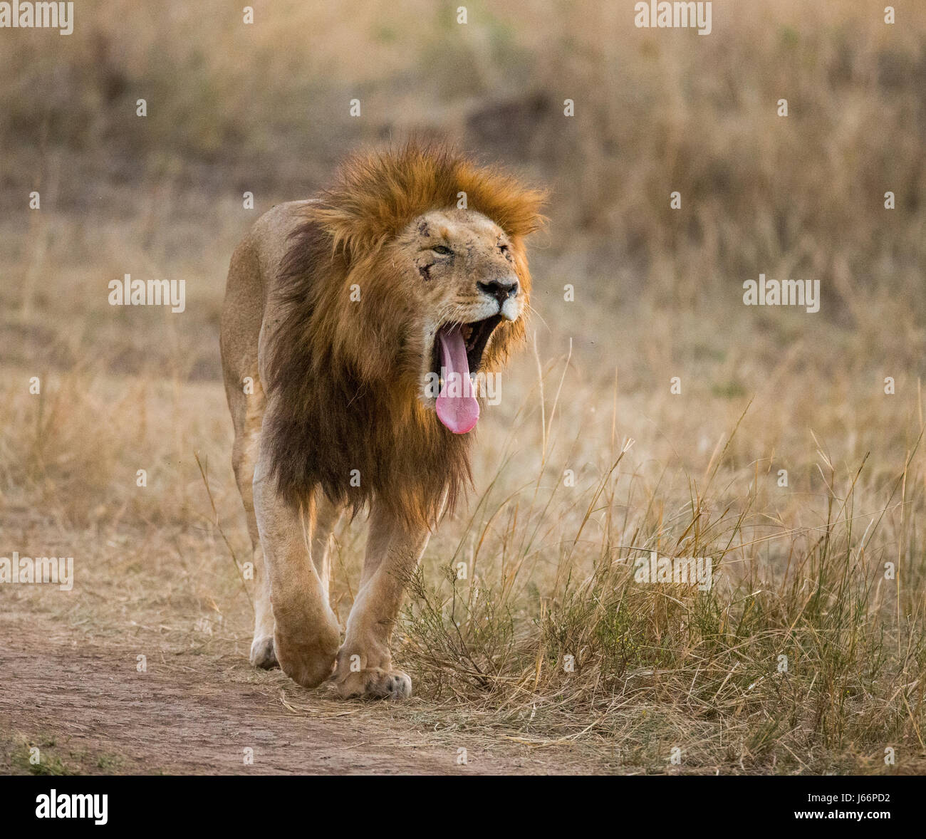 Big male lion with gorgeous mane goes on savanna. National Park. Kenya ...