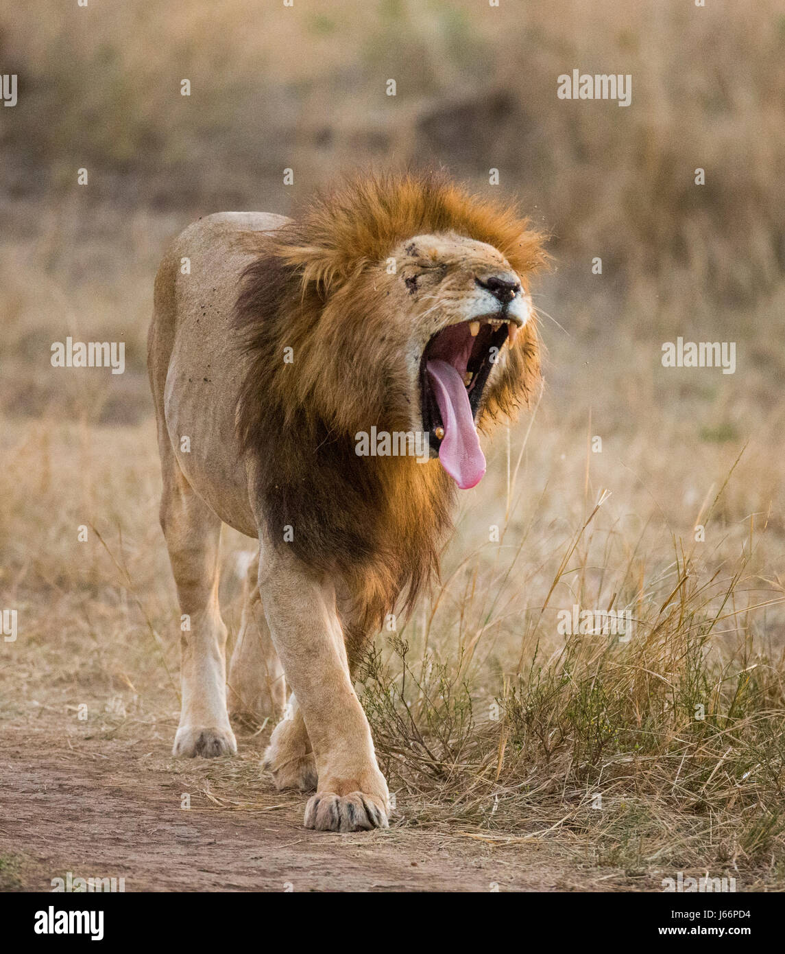 Big male lion with gorgeous mane goes on savanna. National Park. Kenya ...