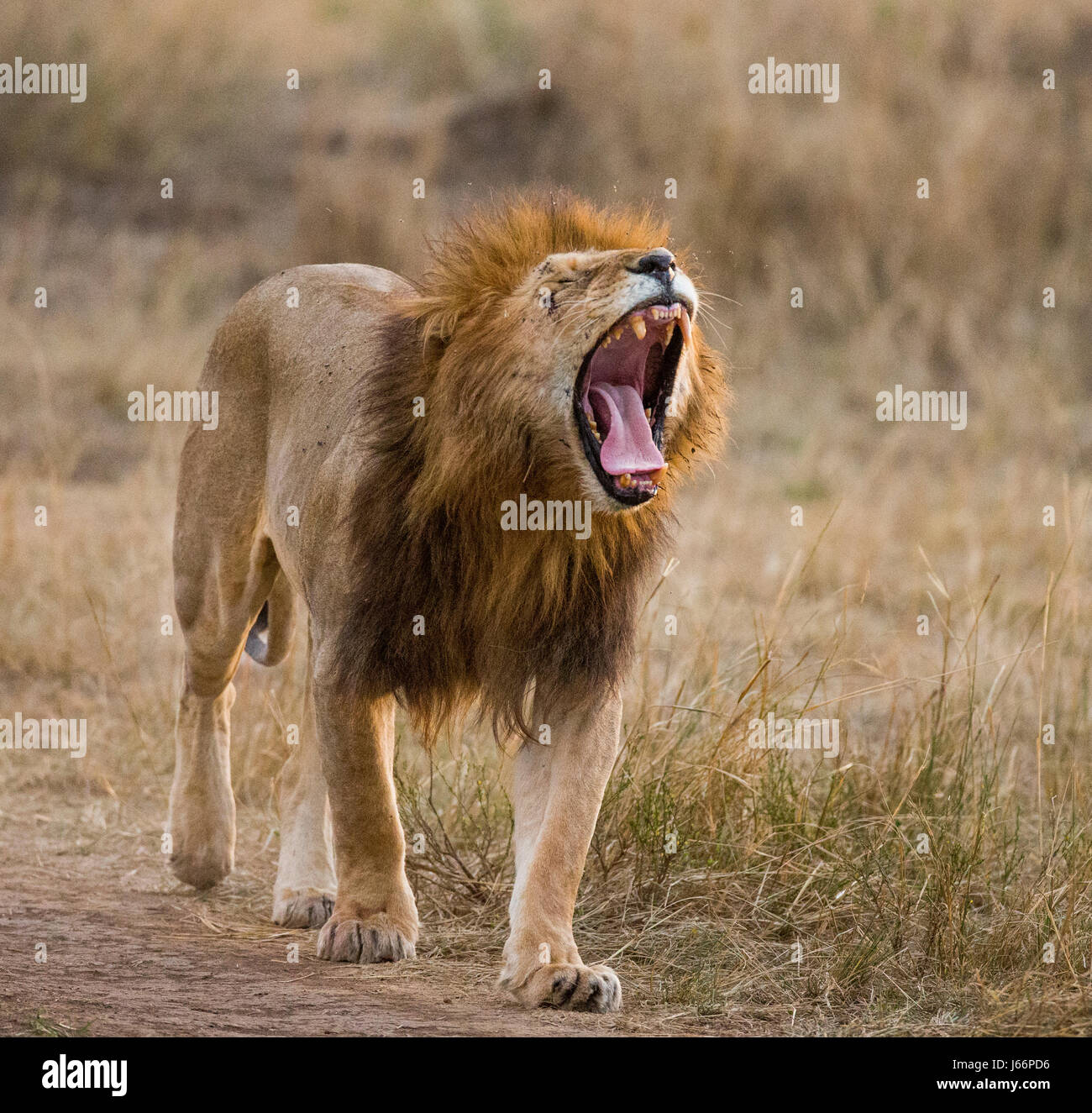 Big male lion with gorgeous mane goes on savanna. National Park. Kenya ...
