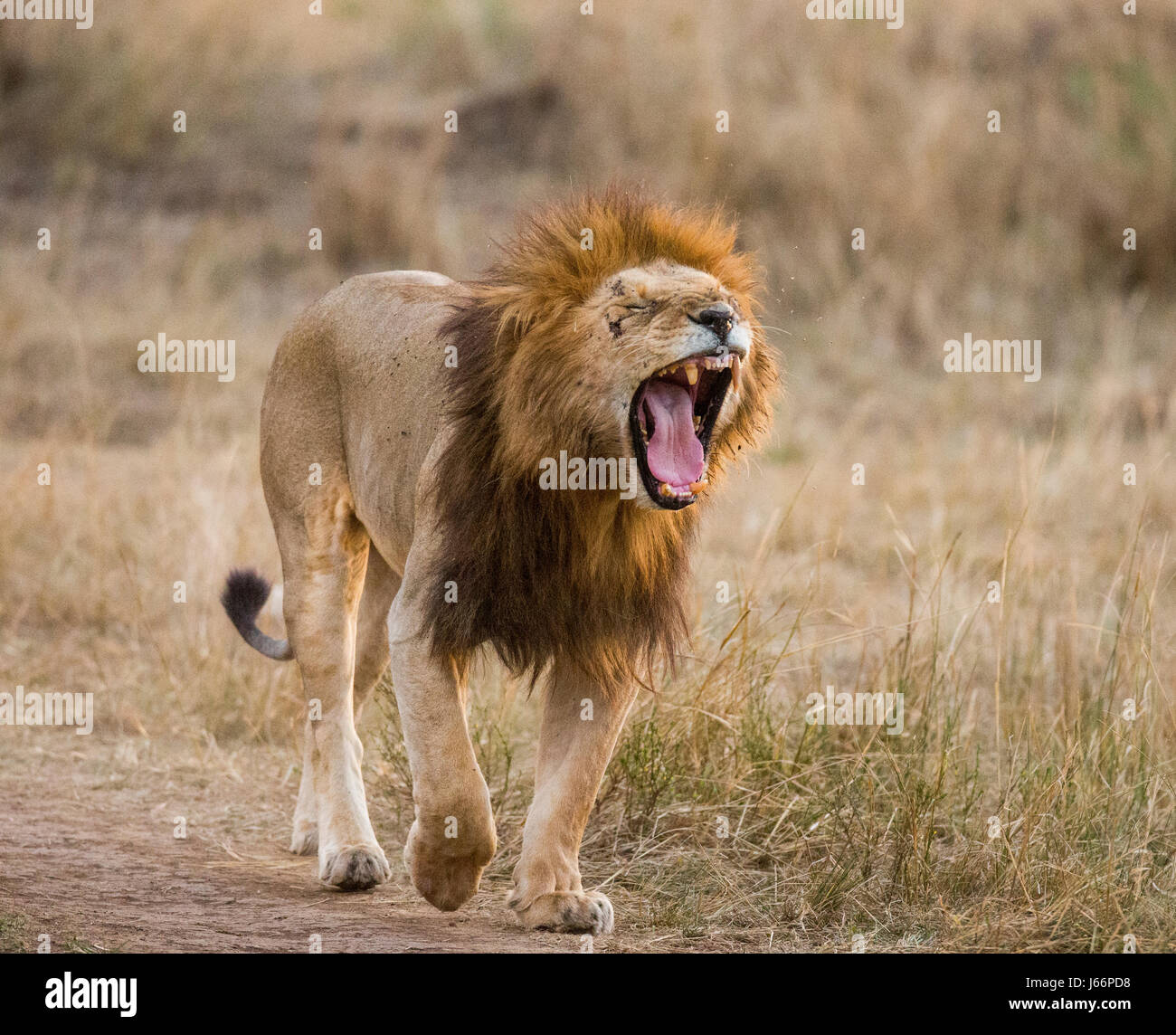 Big male lion with gorgeous mane goes on savanna. National Park. Kenya ...