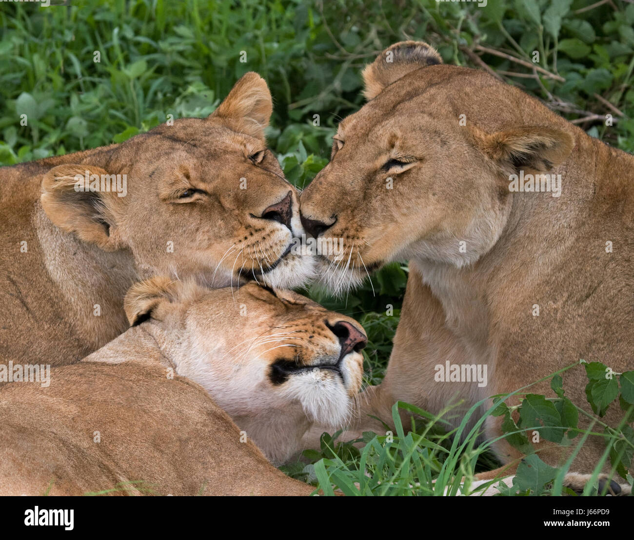 Three lionesses lie together. Kenya. Tanzania. Africa. Serengeti ...