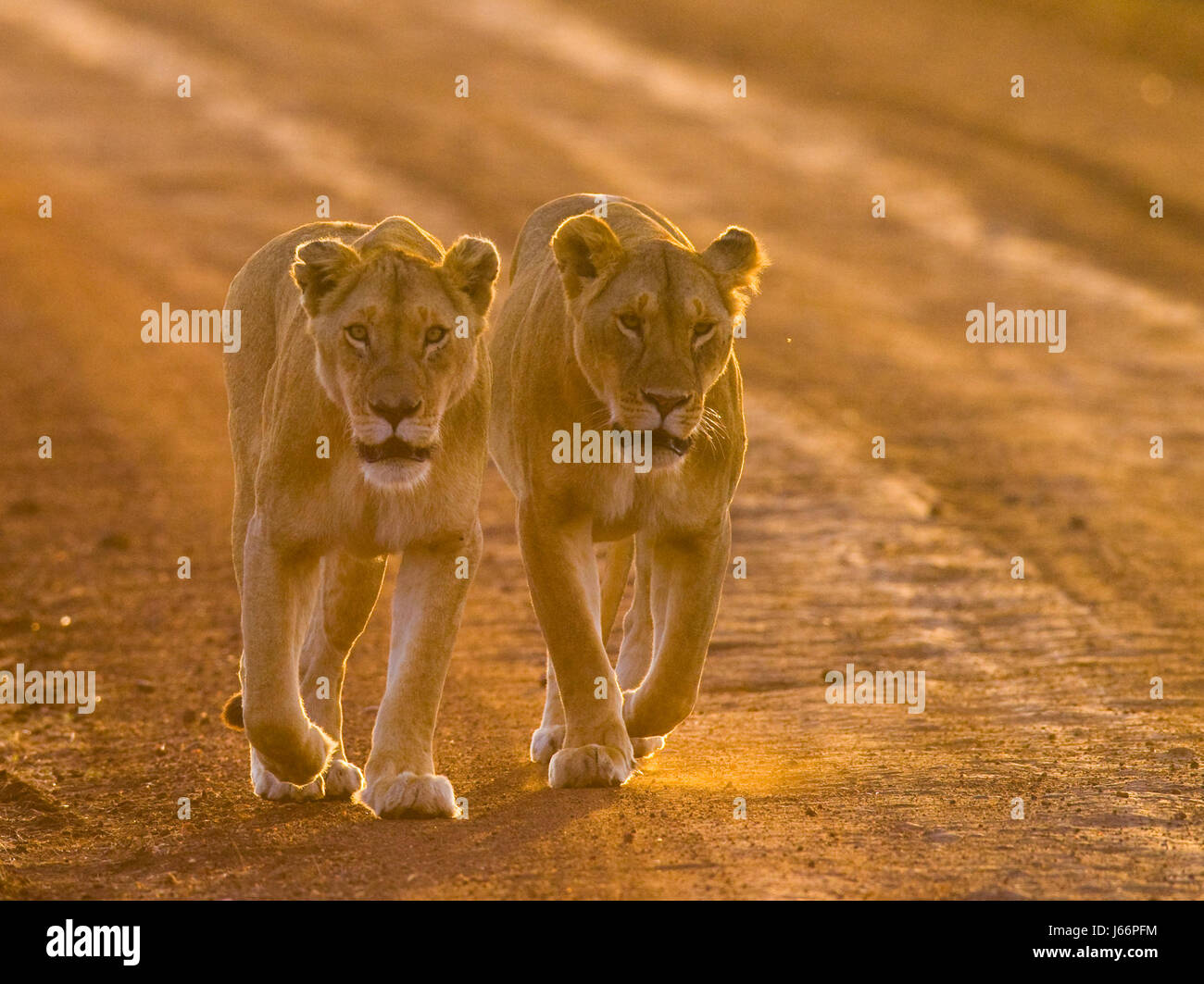 Two lionesses walking on the road in the national park. Kenya. Tanzania ...