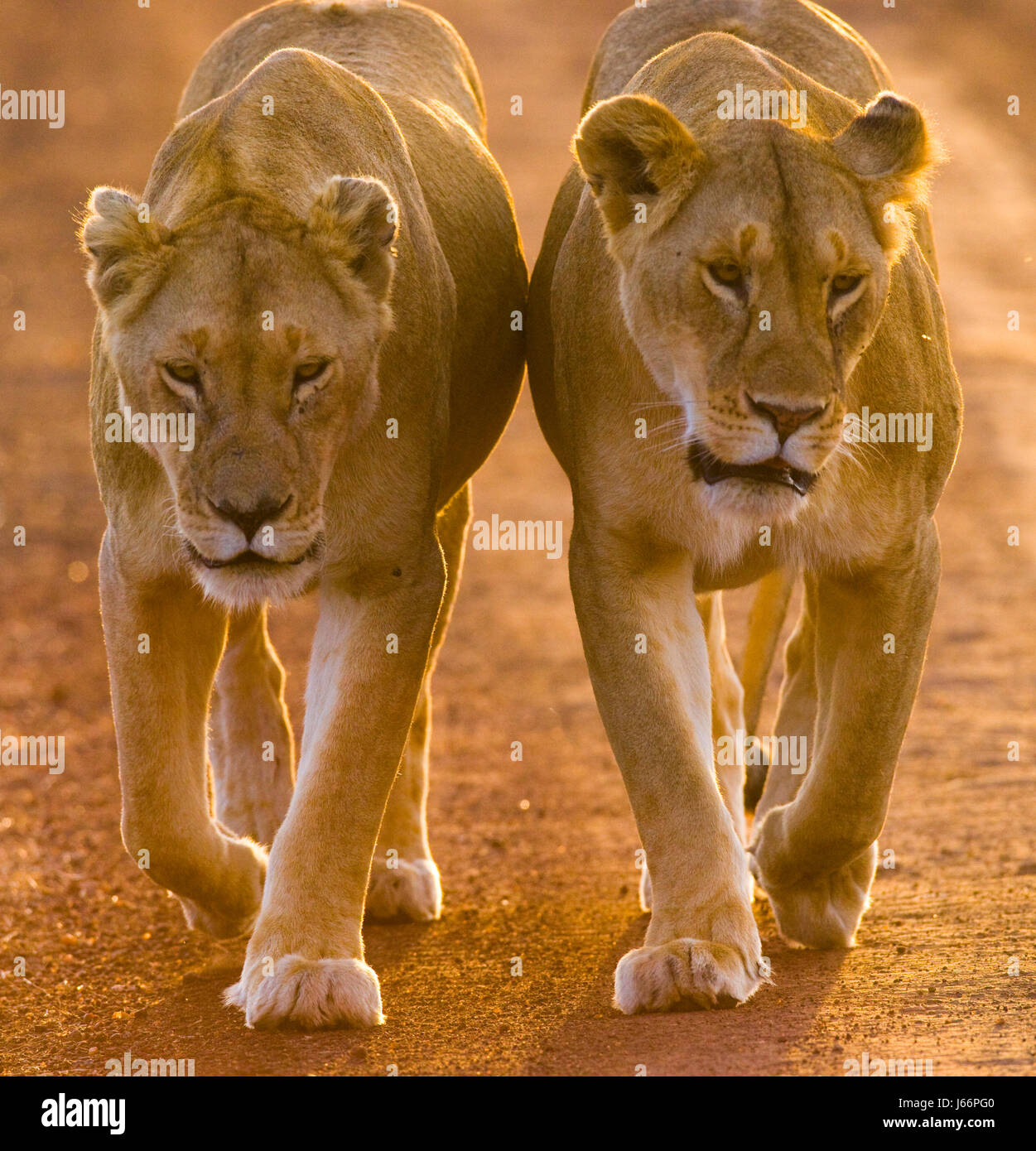 Lionesses hi-res stock photography and images - Alamy