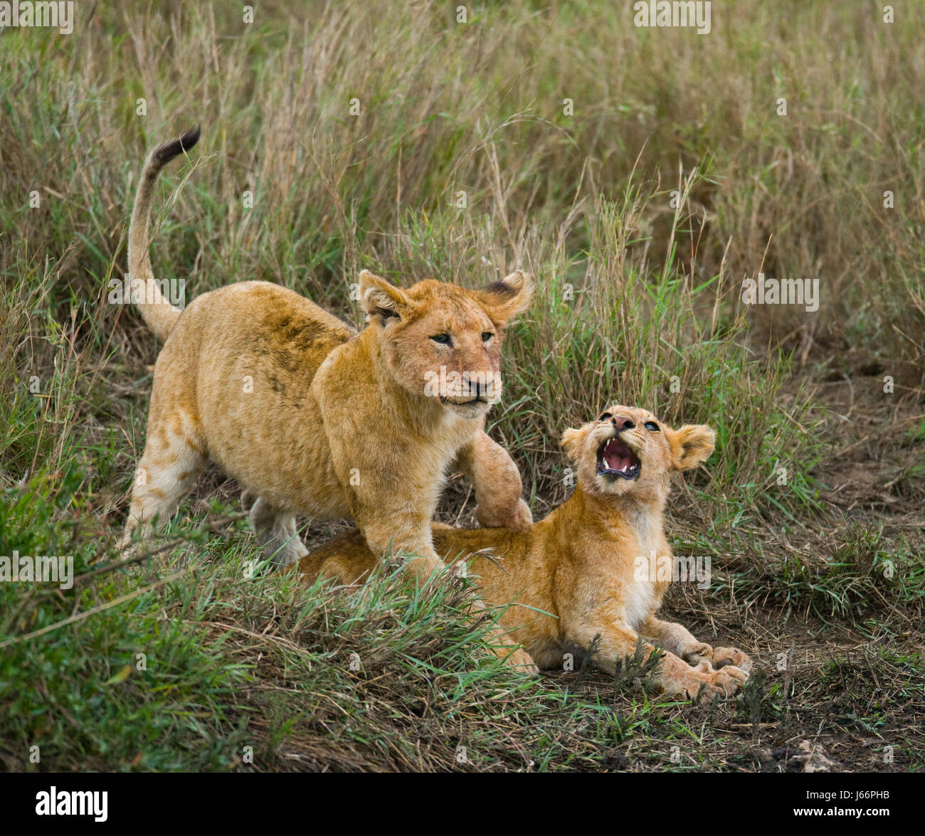 Young lions playing hi-res stock photography and images - Alamy