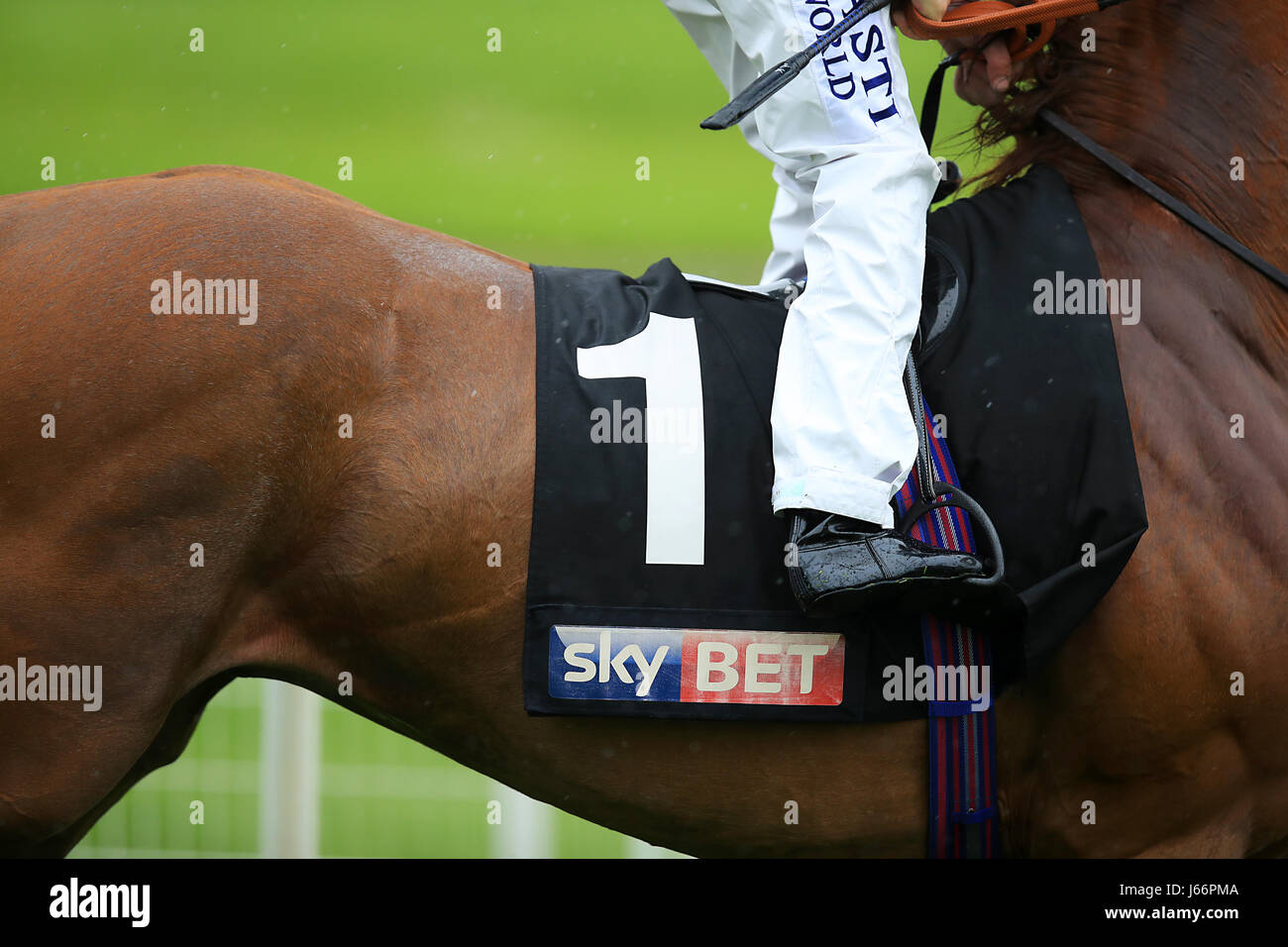 Detail of the Horse number on the saddle Stock Photo - Alamy