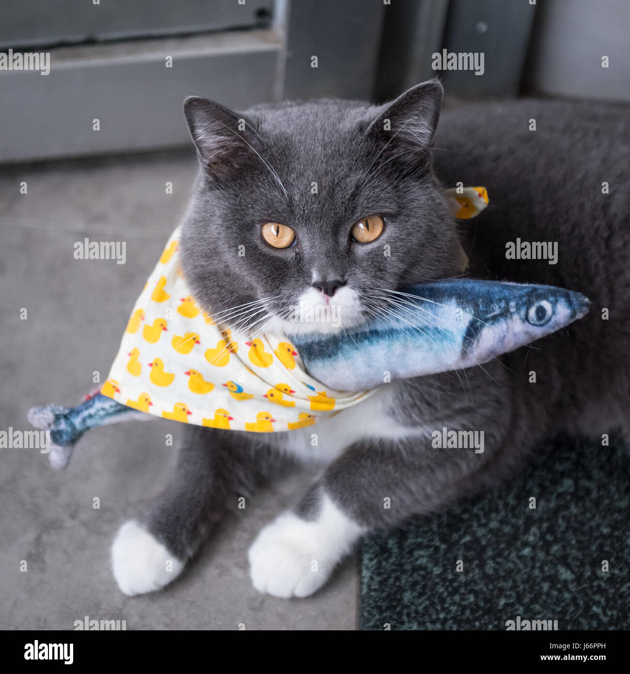 British cat and toy fish Stock Photo - Alamy