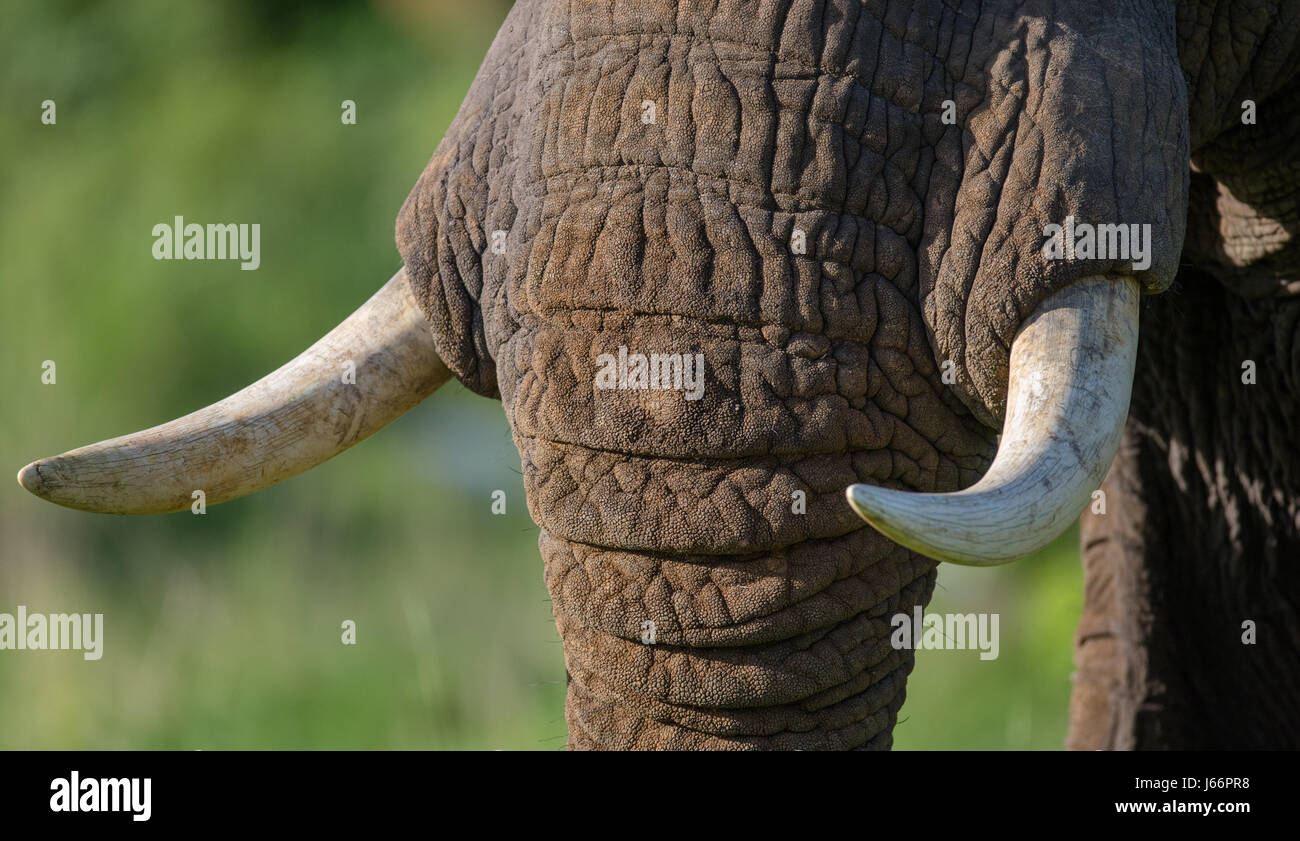 Animal tusk trunk hi-res stock photography and images - Alamy