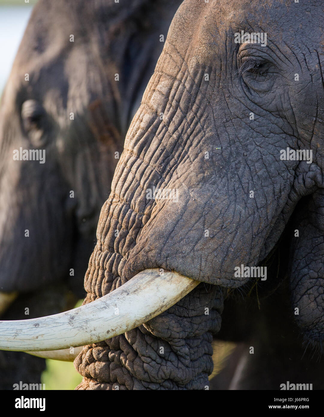 Tusk animal hi-res stock photography and images - Alamy
