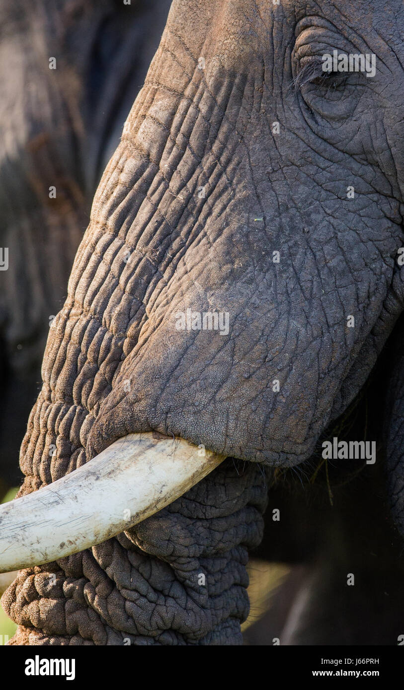 African elephant wild tusk hi-res stock photography and images - Alamy