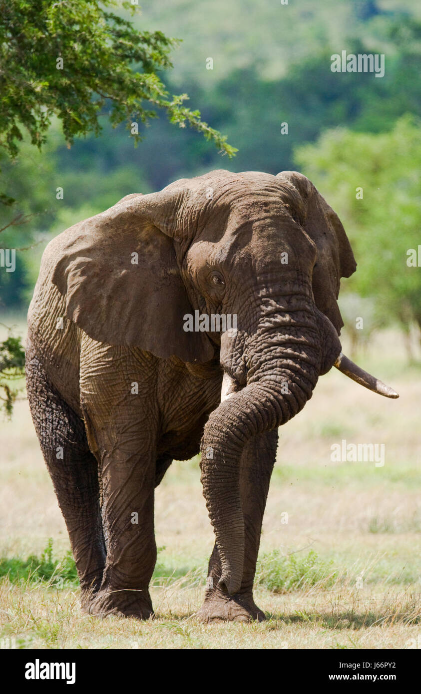 Big elephant standing in the savanna. Africa. Kenya. Tanzania ...