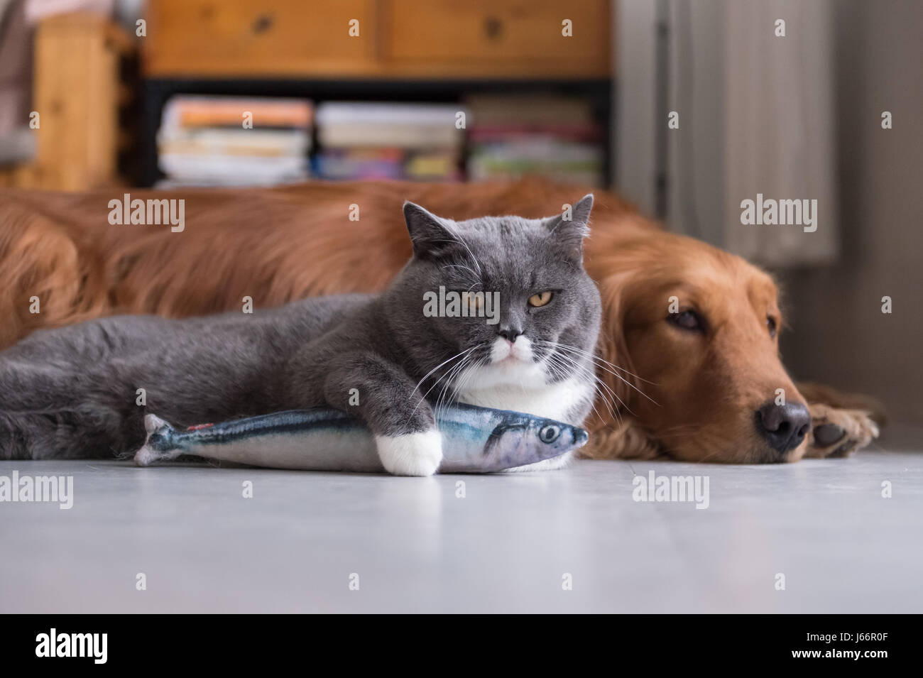 British cat and toy fish Stock Photo - Alamy