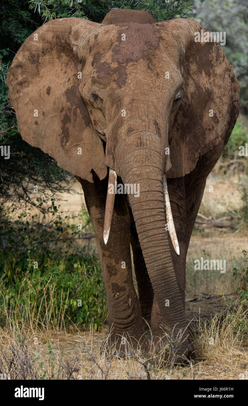 Big elephant standing in the savanna. Africa. Kenya. Tanzania ...