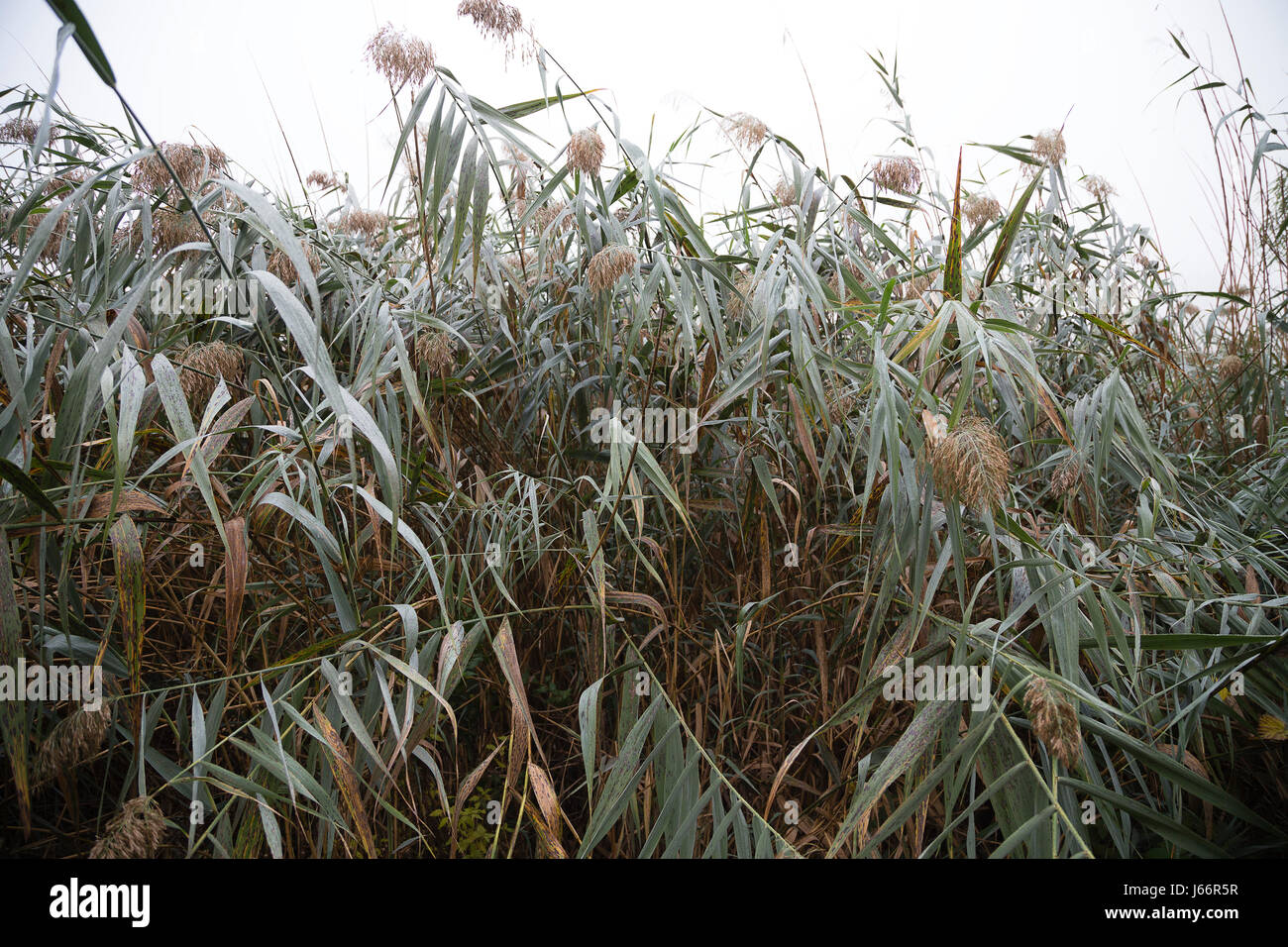Early dew on the canes. Close up on the whole background Stock Photo ...