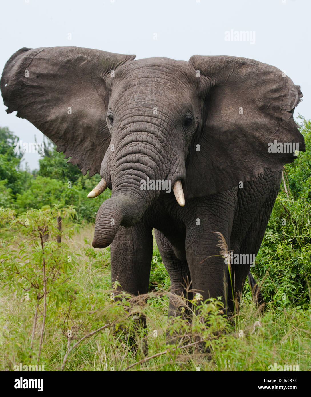 Big elephant standing in the savanna. Africa. Kenya. Tanzania ...