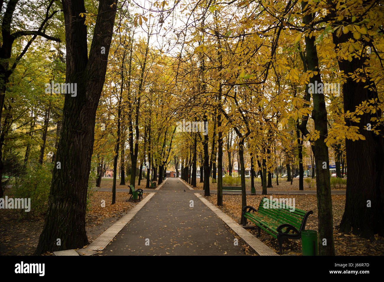 Autumn urban landscape. Alley in a city park Stock Photo - Alamy