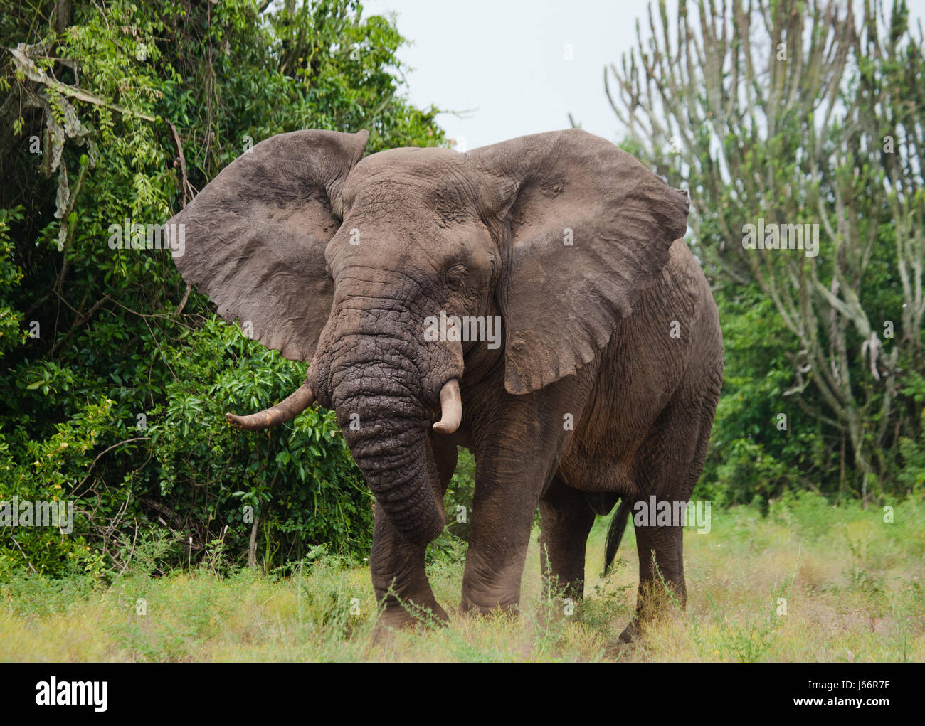 Big elephant standing in the savanna. Africa. Kenya. Tanzania ...