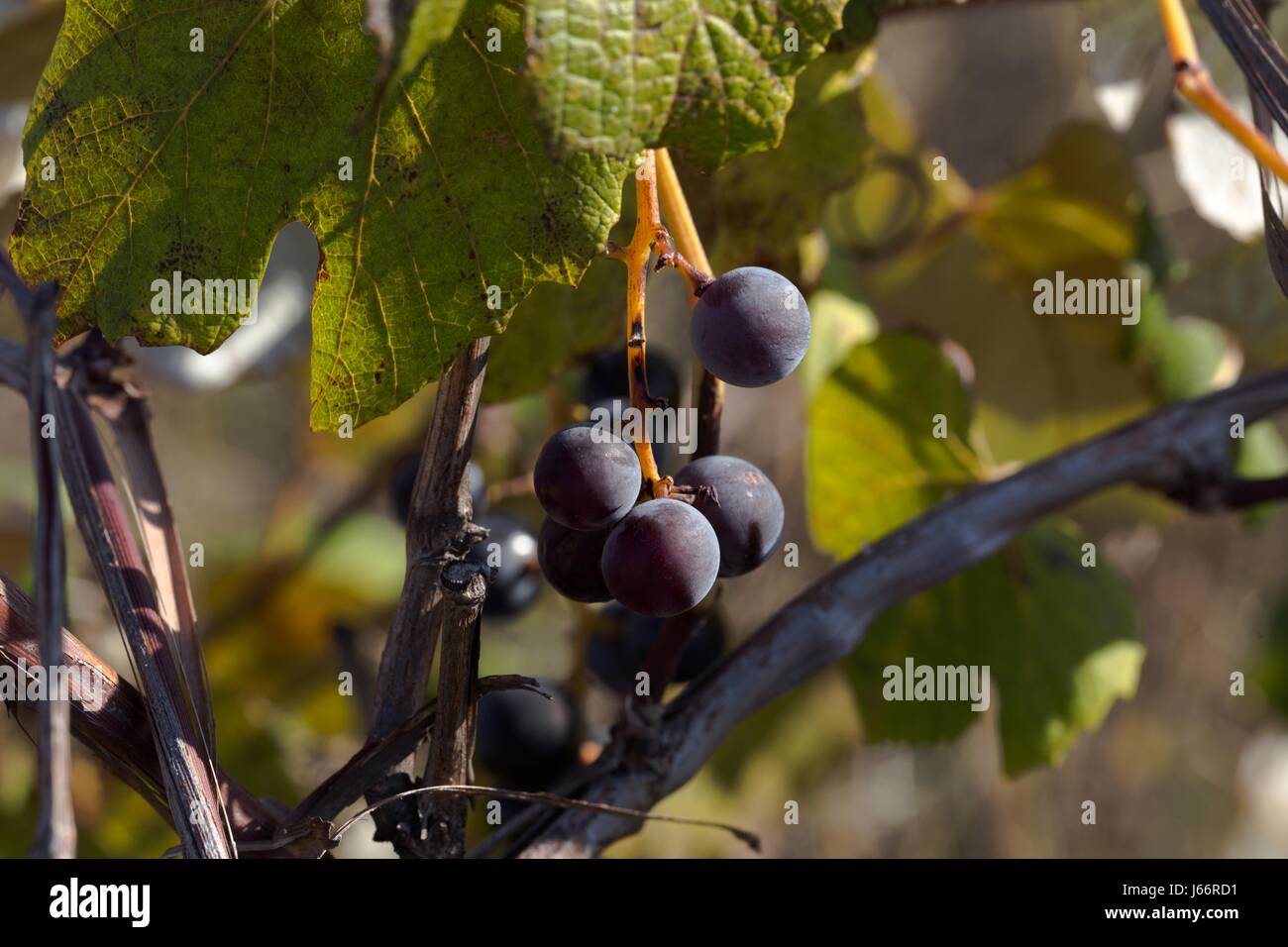 Vitis labrusca hi-res stock photography and images - Alamy
