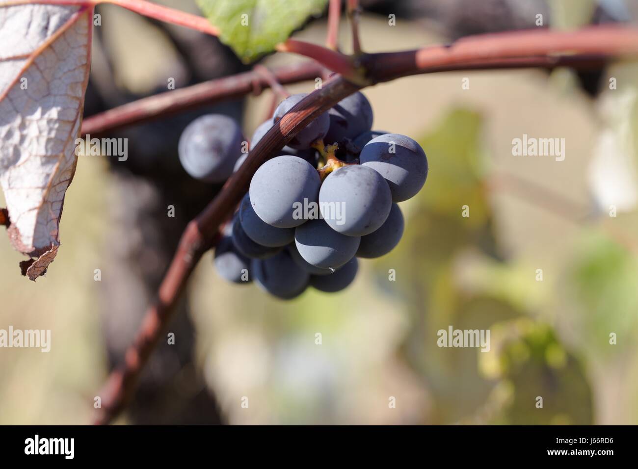 Hybrid of vitis labrusca and vinifera. Close up Stock Photo - Alamy