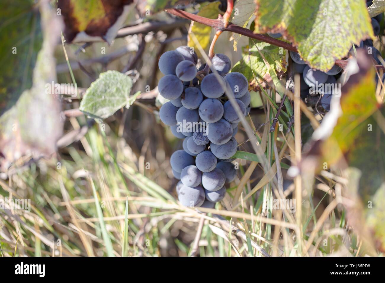 Vitis labrusca hi-res stock photography and images - Alamy
