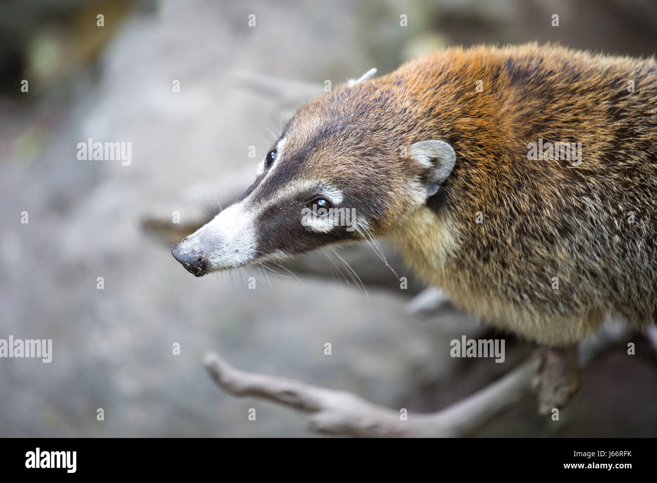 Portrait of a coati (Nasua narica). Tulum, Mexico Stock Photo - Alamy