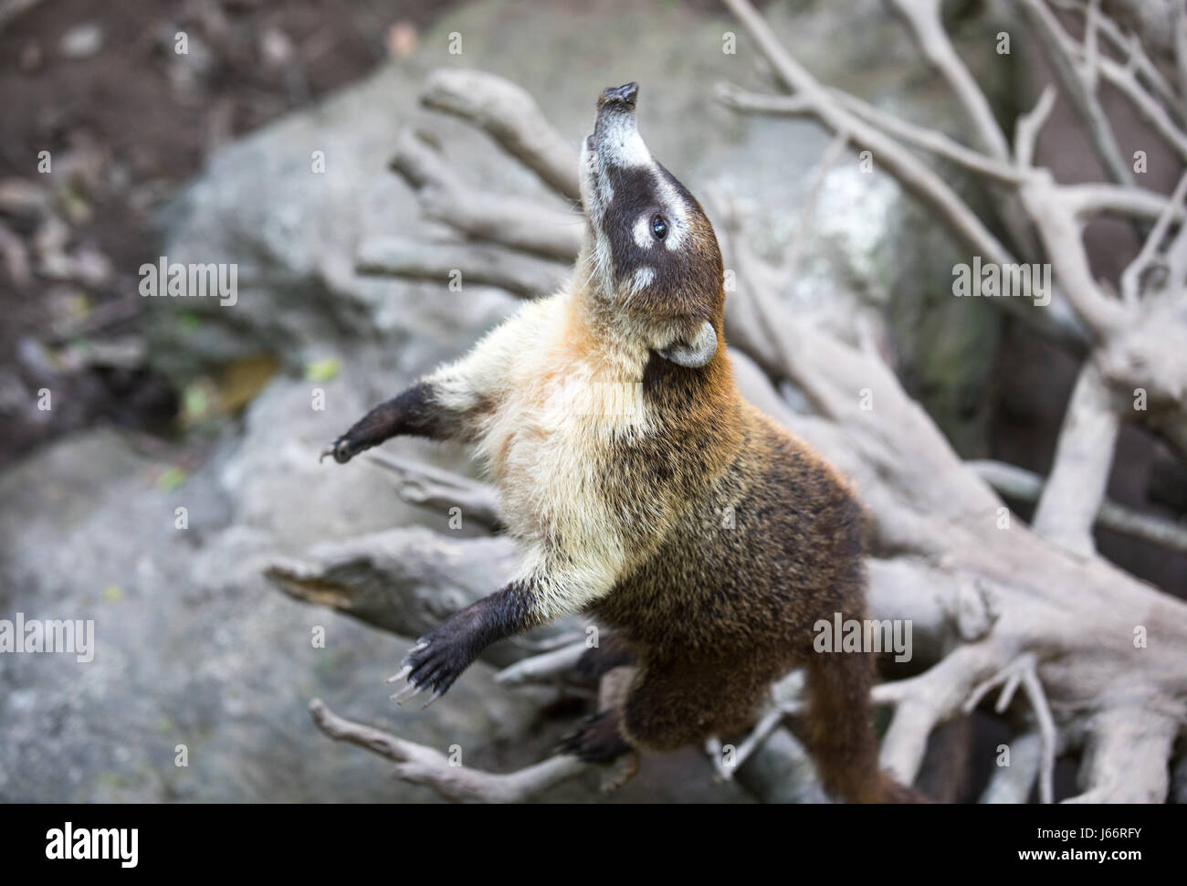 Portrait of a coati (Nasua narica). Tulum, Mexico Stock Photo - Alamy