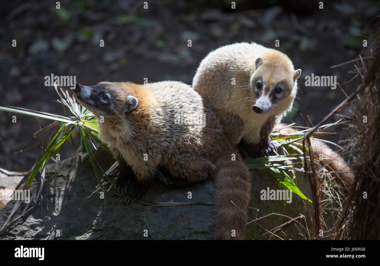 Portrait of a coati (Nasua narica). Tulum, Mexico Stock Photo - Alamy