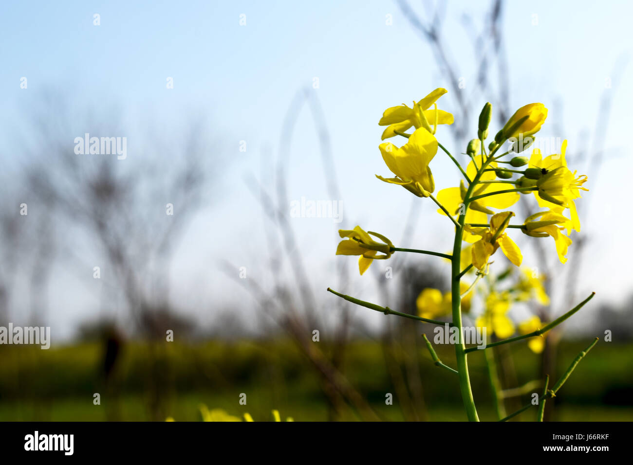 Punjab field sarso hi-res stock photography and images - Alamy
