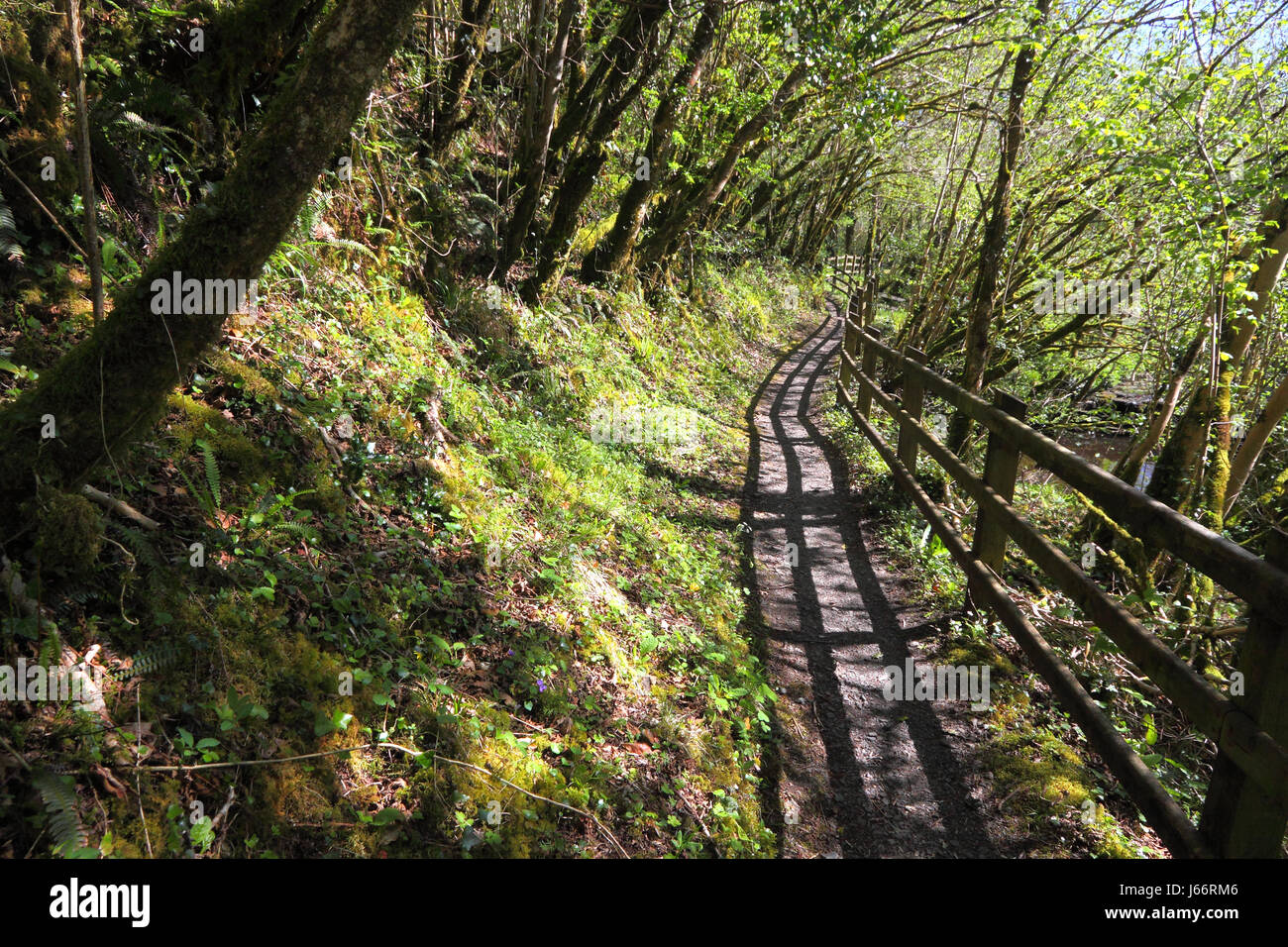 Riverside path winding through woodland, Kesh, Northern Ireland Stock ...