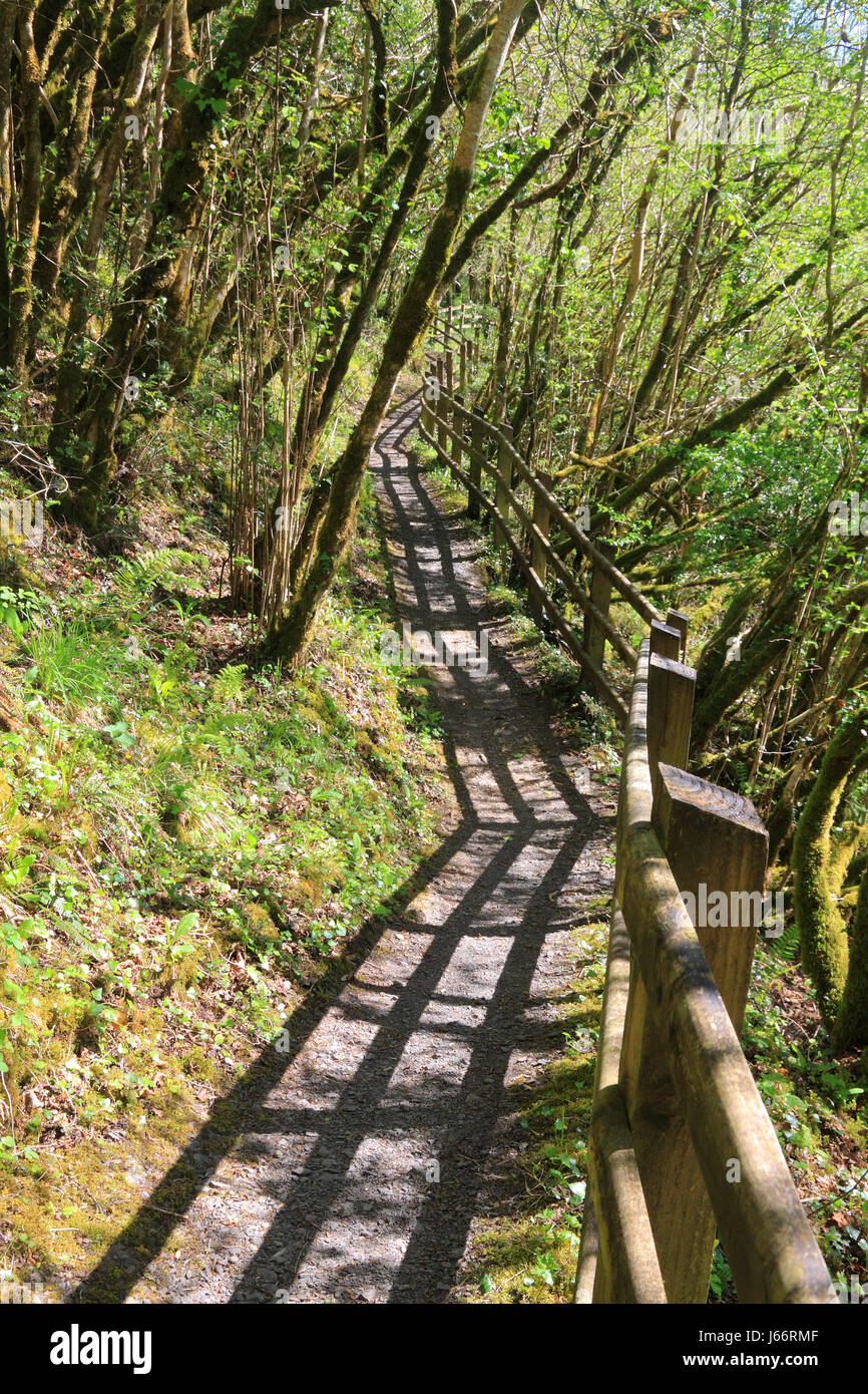 Riverside path winding through woodland, Kesh, Northern Ireland Stock ...
