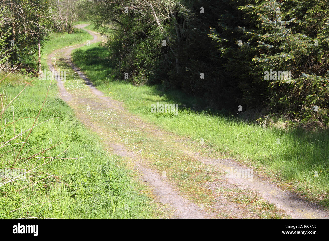 Winding woodland track near Kesh, Northern Ireland Stock Photo - Alamy