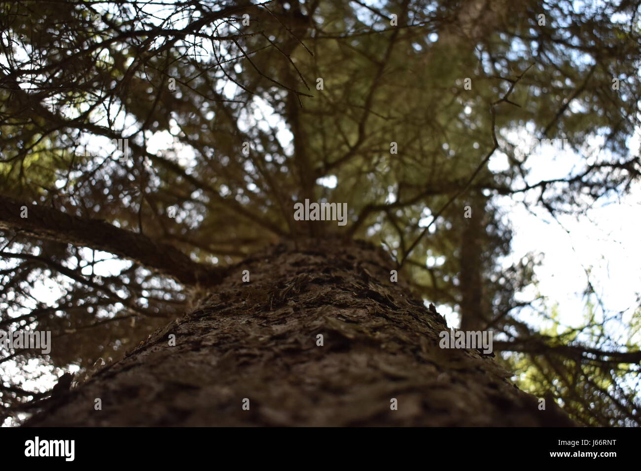 Longevity tree hi-res stock photography and images - Alamy