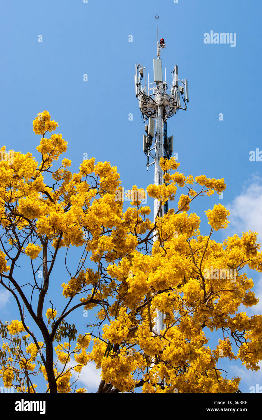 Nature and technology side by side, a primavera tree in full bloom with ...