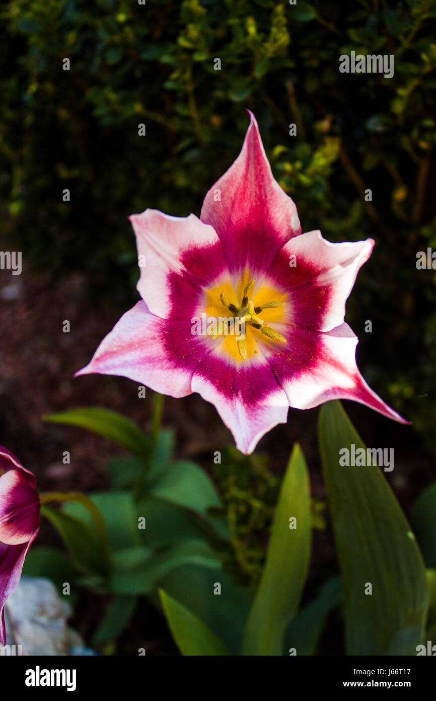 Unedited nature photo hi-res stock photography and images - Alamy