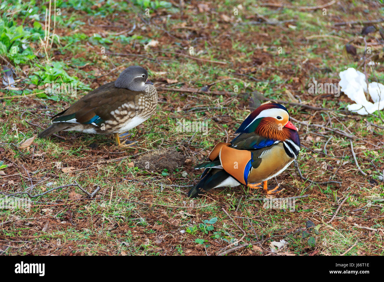 Mandarin duck and brightly coloured drake on the ground by a pond Stock ...