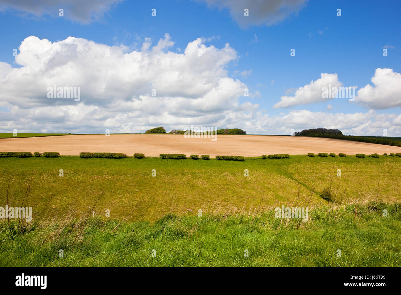 Green pastures trees in rural hi-res stock photography and images - Alamy