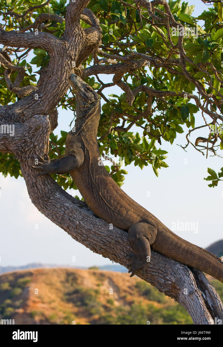 Komodo dragon climbed a tree. Very rare picture. Indonesia. Komodo ...