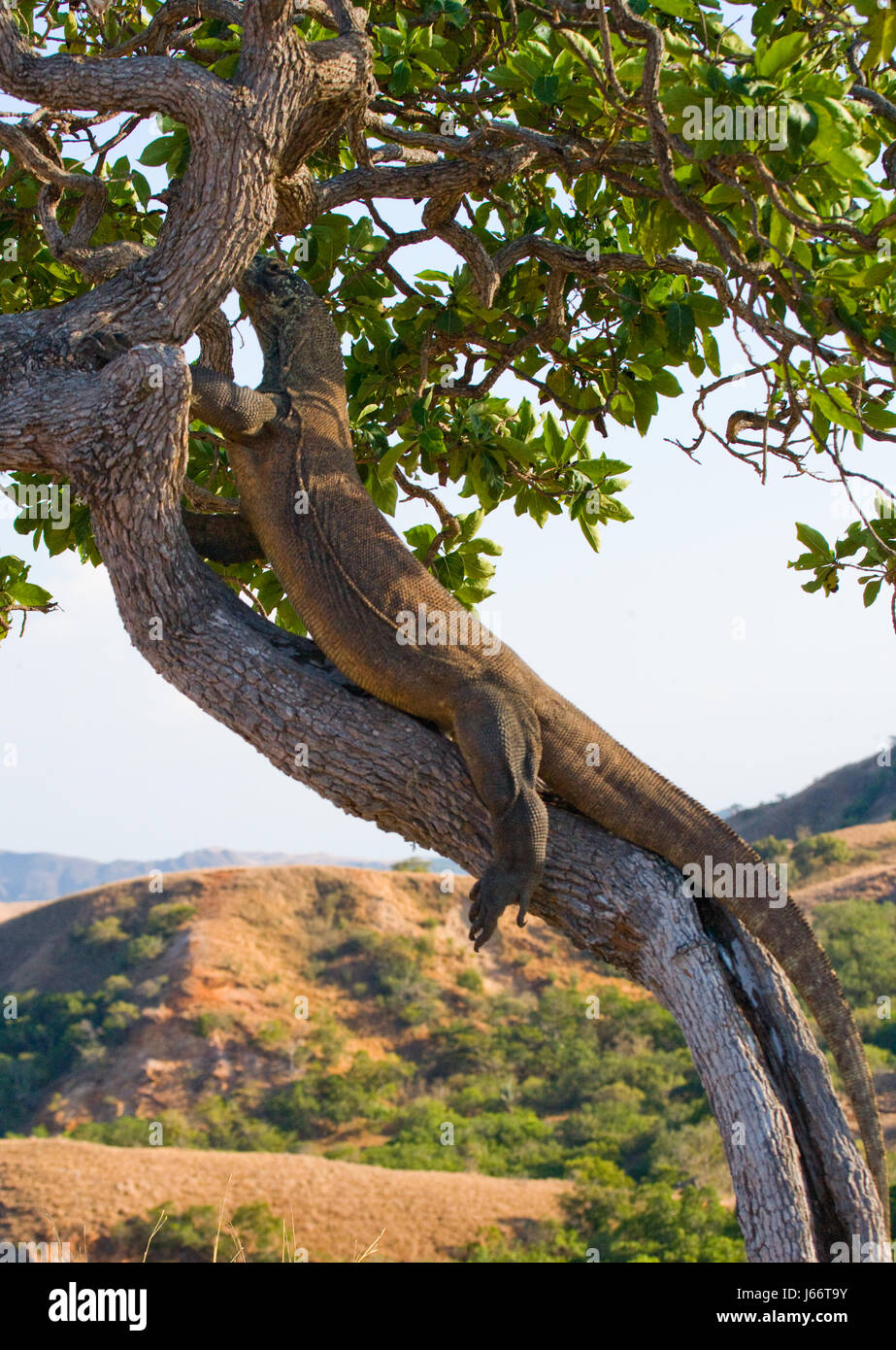 Komodo dragon climbed a tree. Very rare picture. Indonesia. Komodo ...