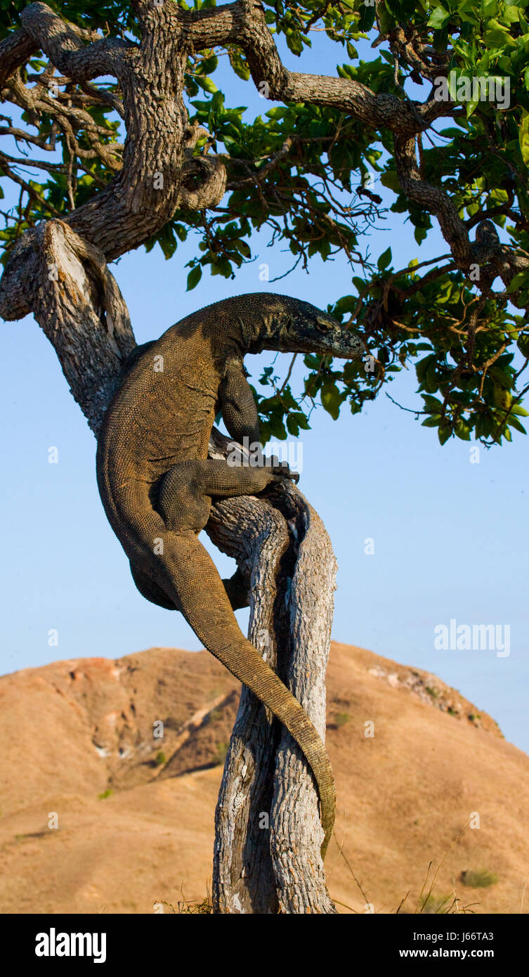 Komodo dragon climbed a tree. Very rare picture. Indonesia. Komodo ...