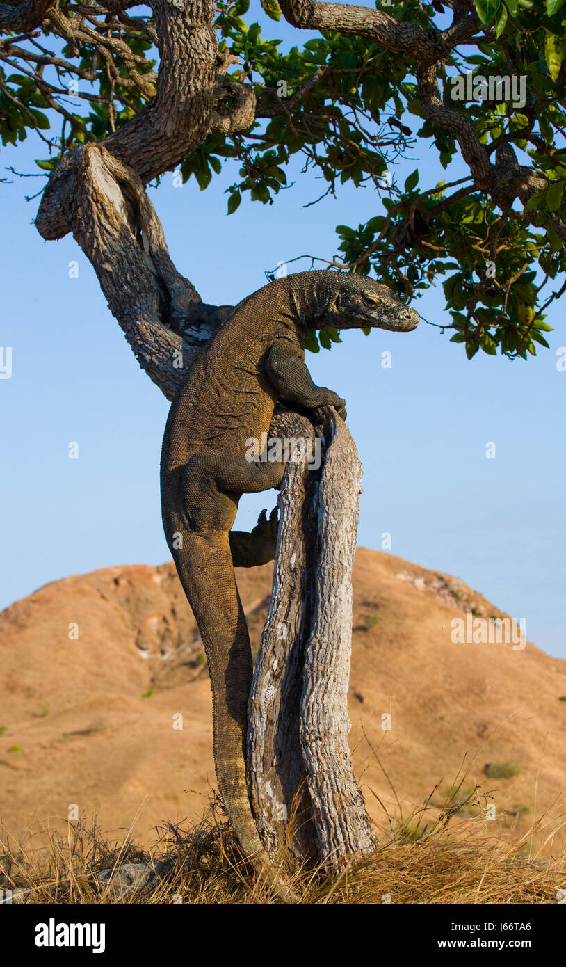 Komodo dragon climbed a tree. Very rare picture. Indonesia. Komodo ...