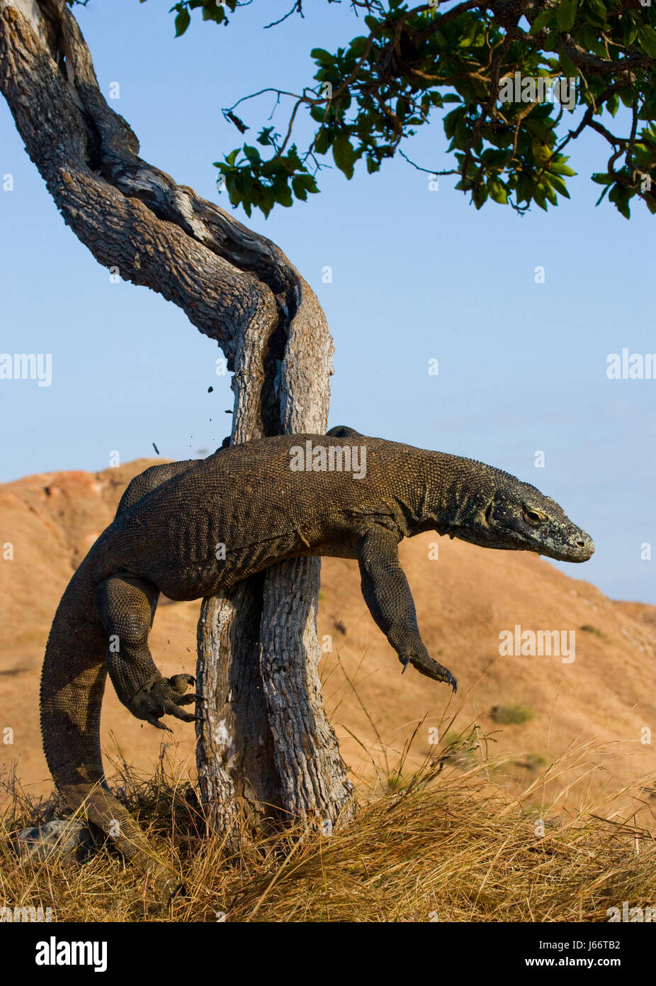 Komodo dragon climbed a tree. Very rare picture. Indonesia. Komodo ...