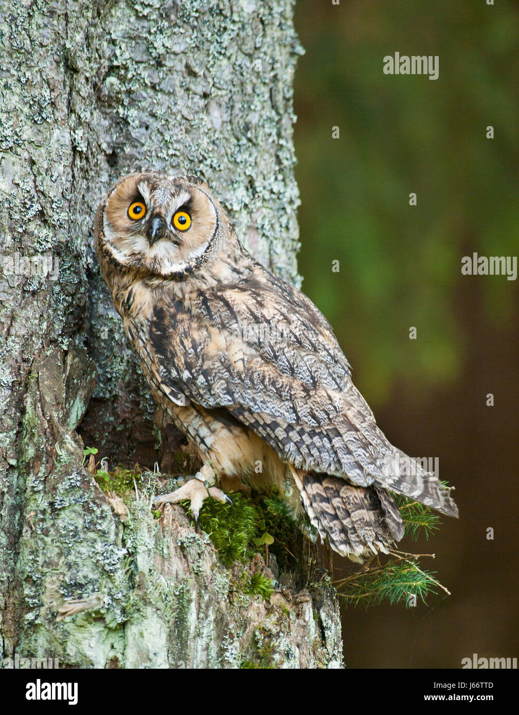 Long-eared owl siting on the tree - Asio otus otus Stock Photo - Alamy