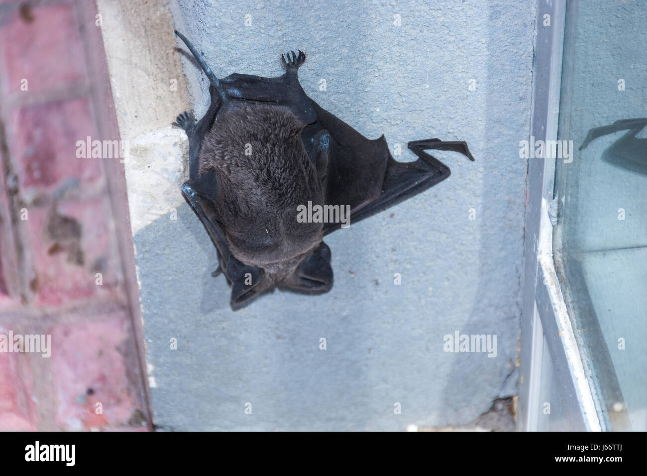 Abstract and conceptual sleeping, bat sleeping on the wall of a palace ...
