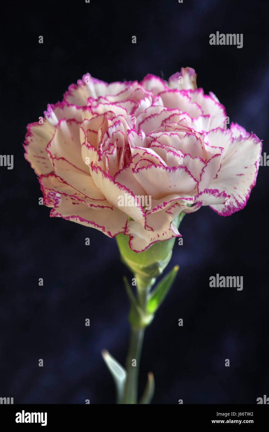 Single purple Terry carnation flower dark background Macro shot Stock ...