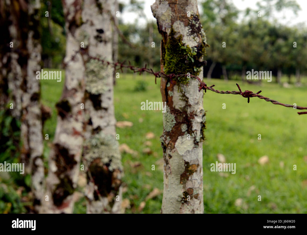A barbed-wire fence runs along a line of trees near a pasture in Costa ...
