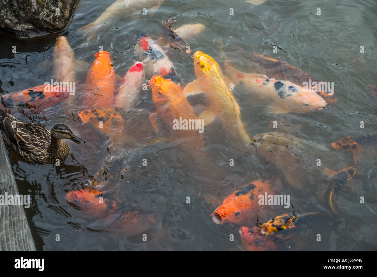 A lone duck seems brave in a group of feeding Koe fish Stock Photo - Alamy